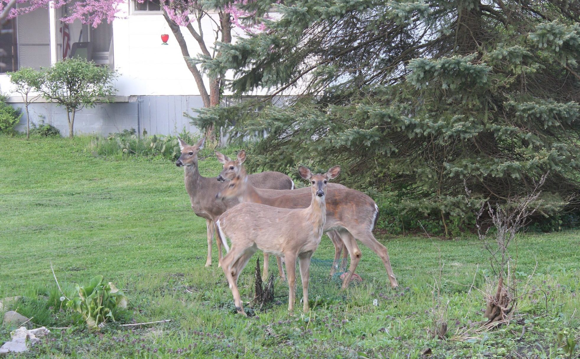 Cull of the wild? BG resident asks council to come up with plan to get ...