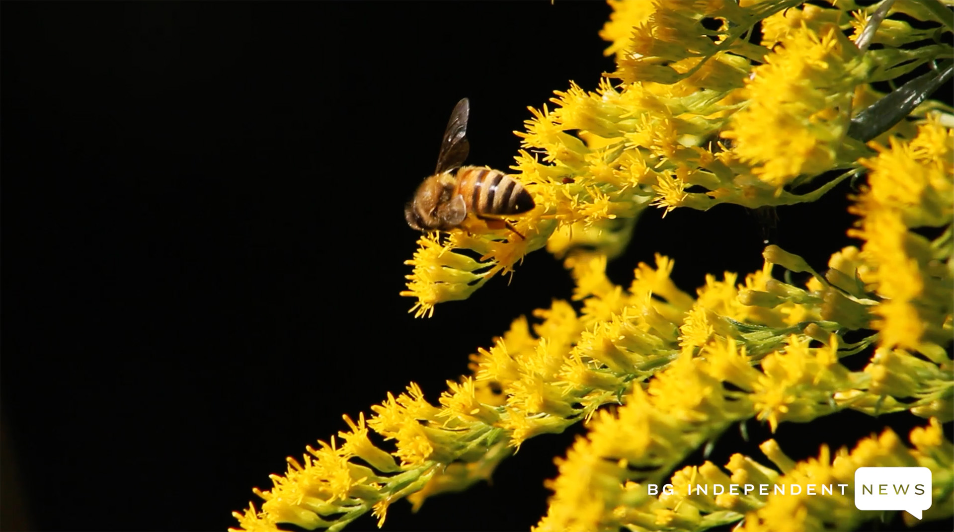 Life looks to get even more wild at Wintergarden / St. John’s Nature ...