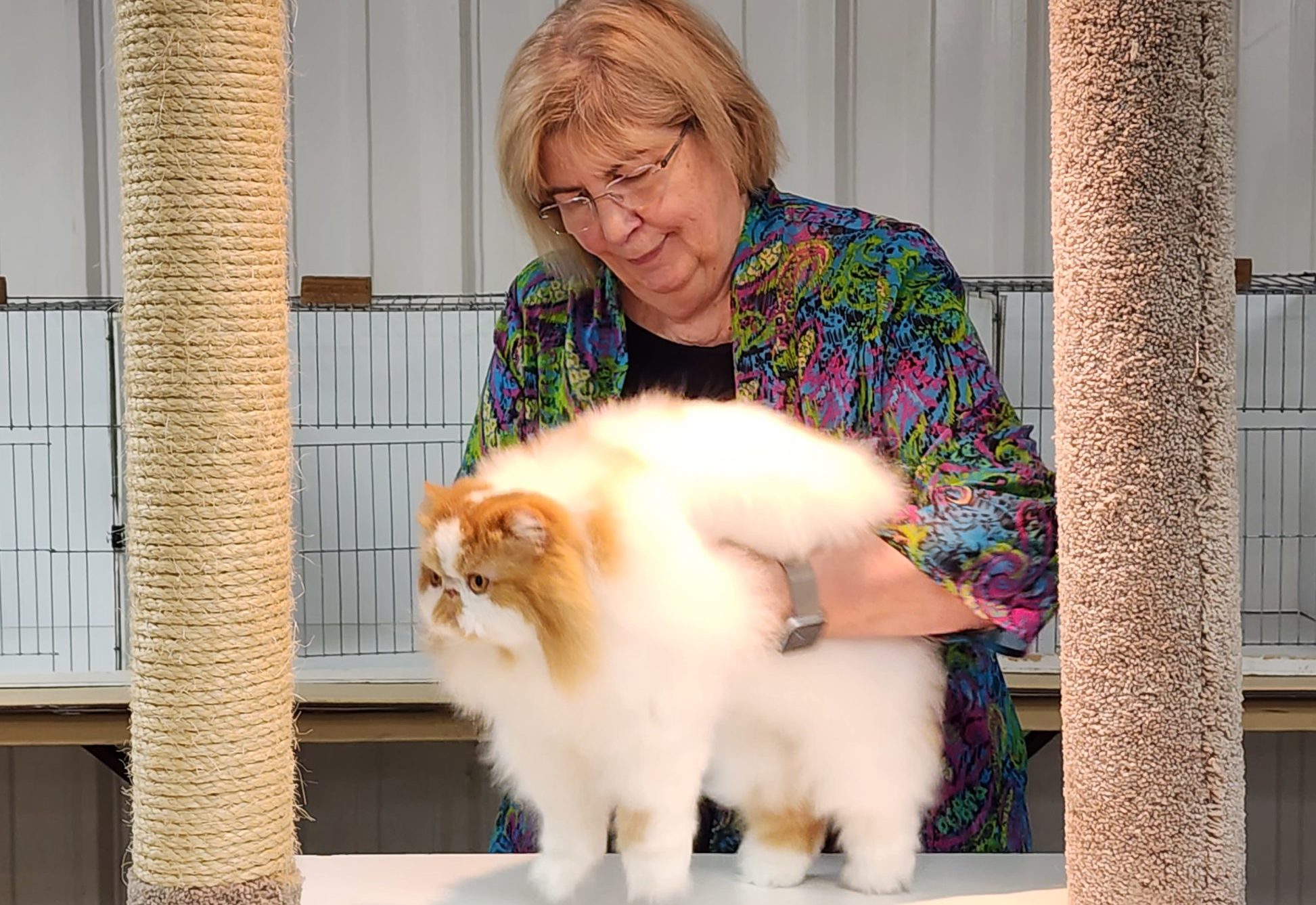 Show cats in BG strut their stuff on competition circuit for coveted ...