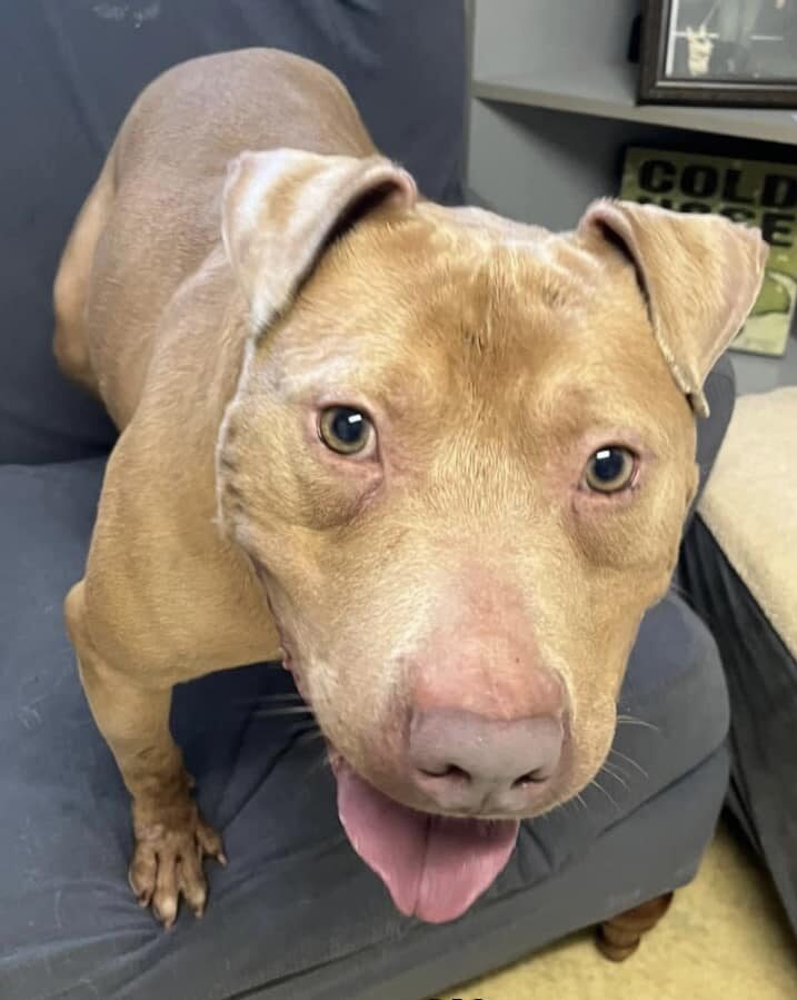 Bruno the stray is in search of a new home – BG Independent News