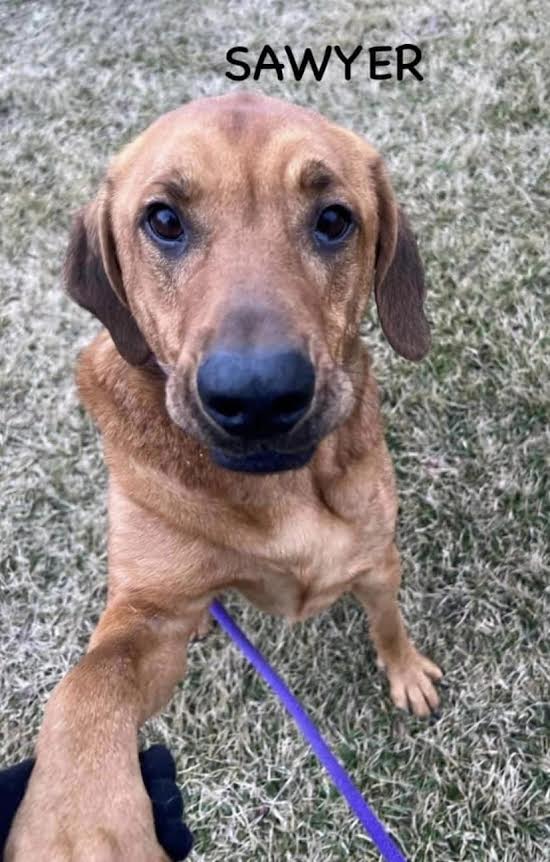 Sawyer, the ‘sweetheart’ with people, back at dog shelter looking for ...