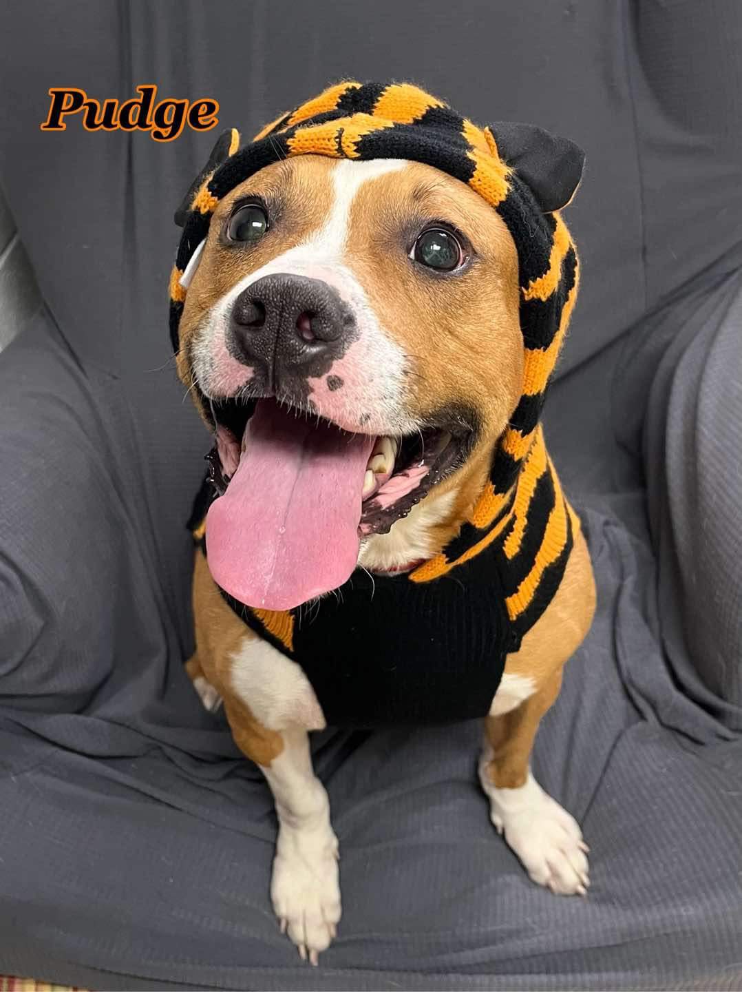 Pudge, who loves walks and cuddling with his peeps, waiting for home at ...