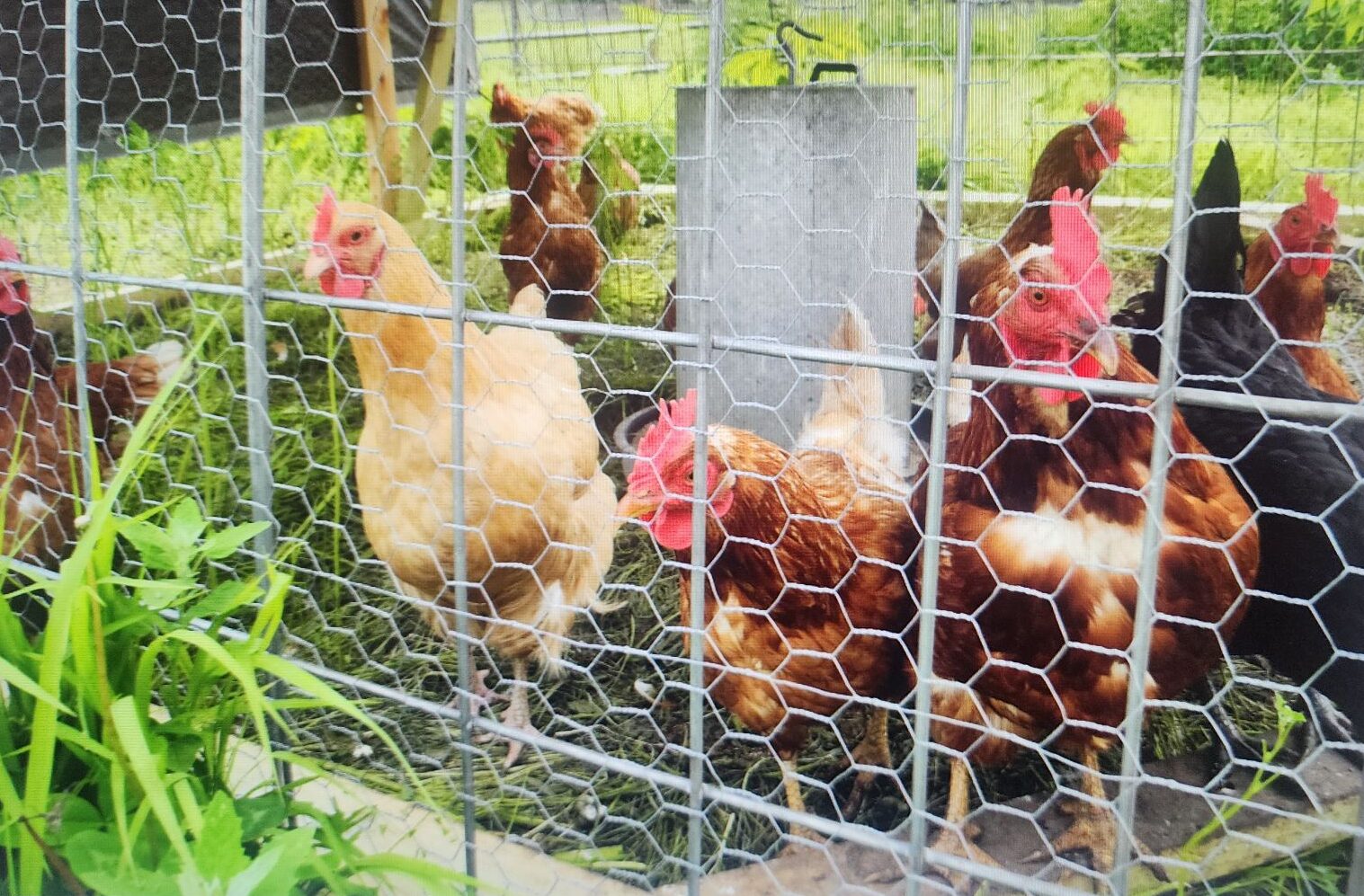 Hatching a plan – Backyard flocks to be part of health department’s ...