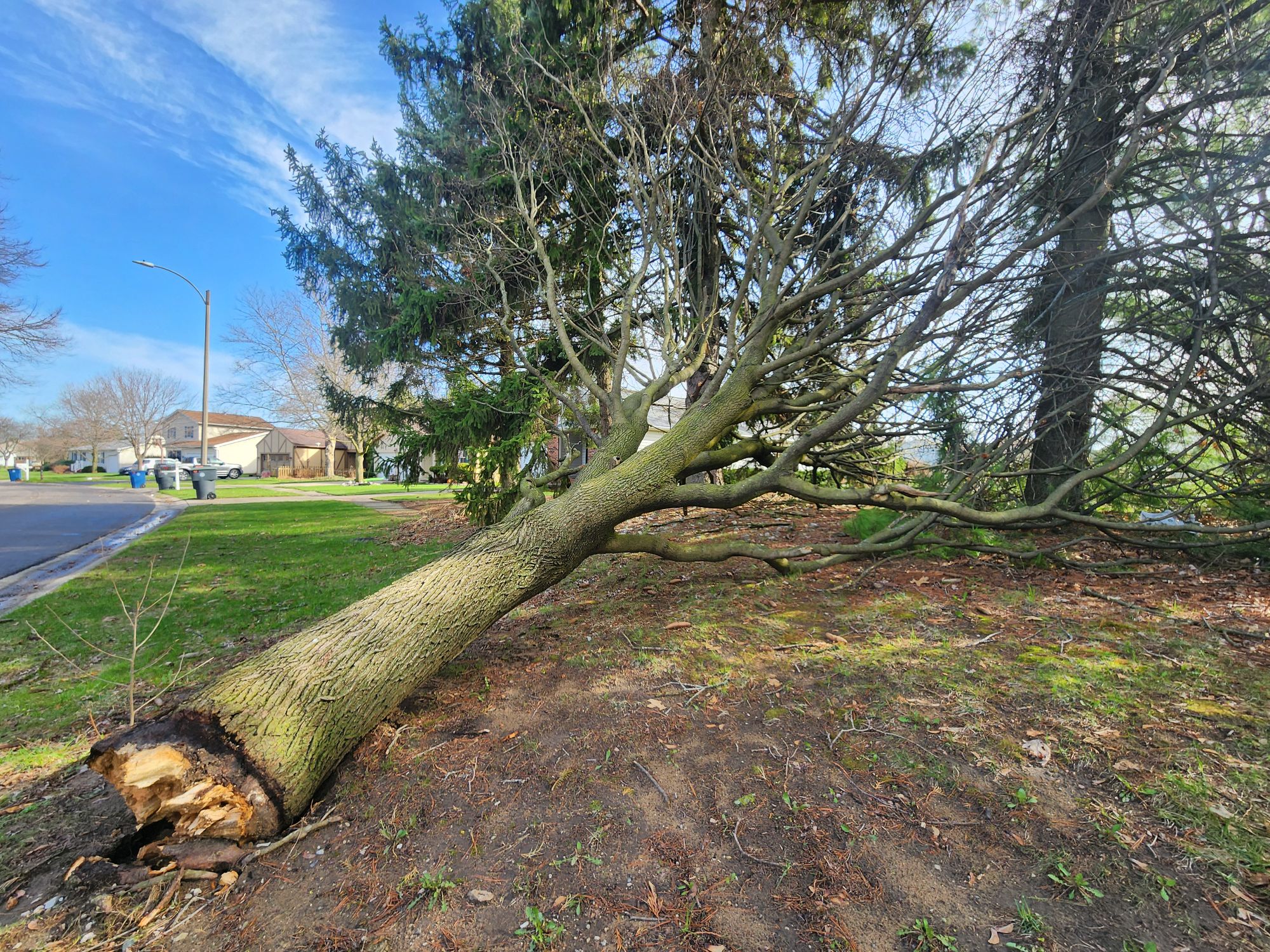 High winds topple trees and result in closure of Wintergarden Park for ...