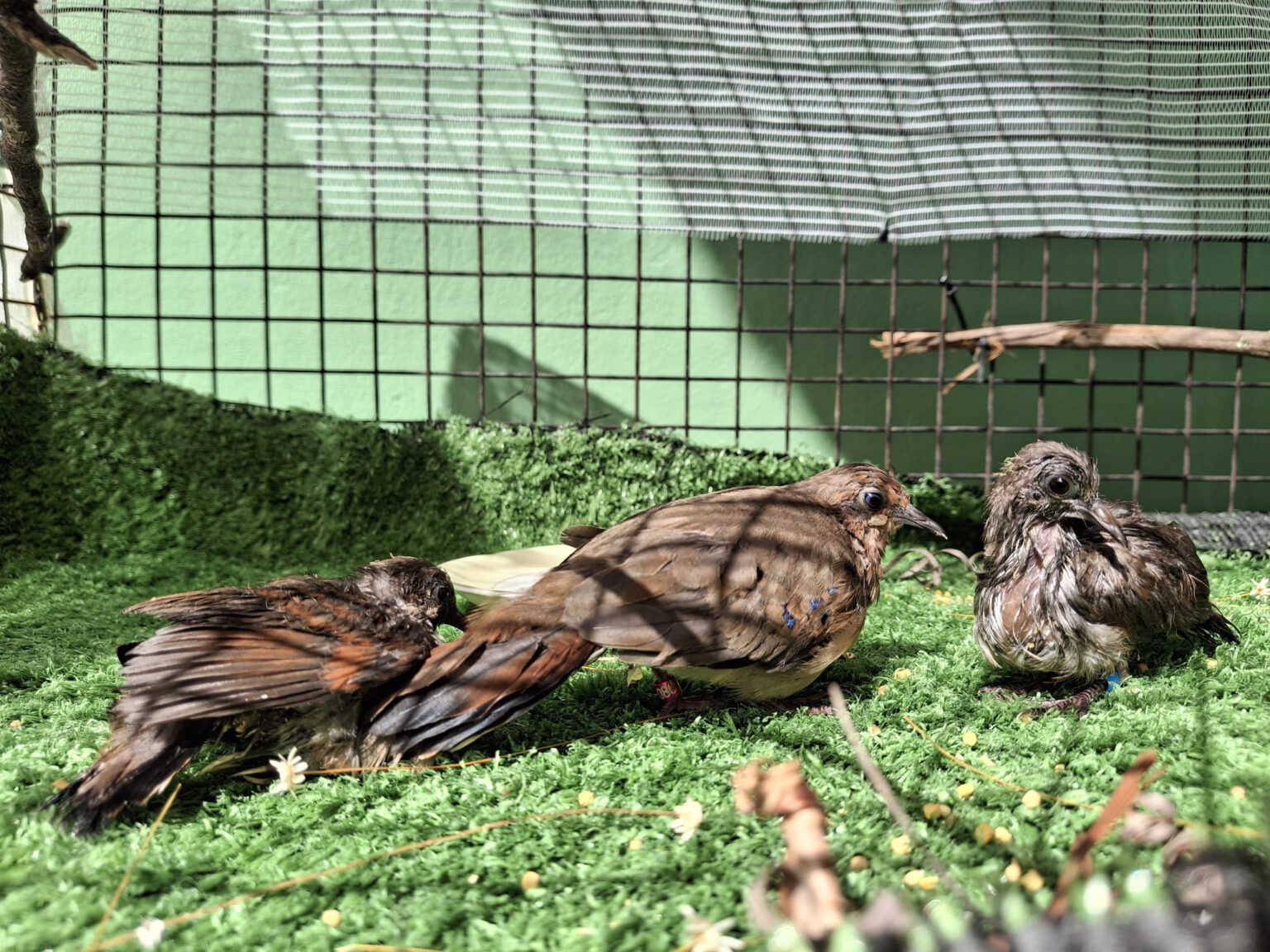 Toledo Zoo plays part in saving rare bird species from extinction – BG ...