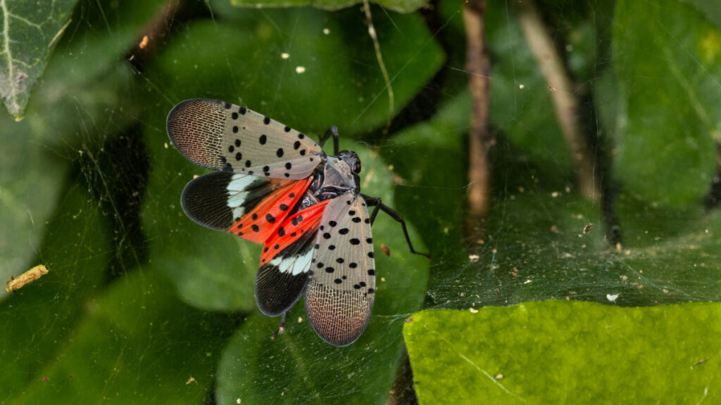 Spotted lanternflies showing up in BG, quarantine expanded to Wood ...