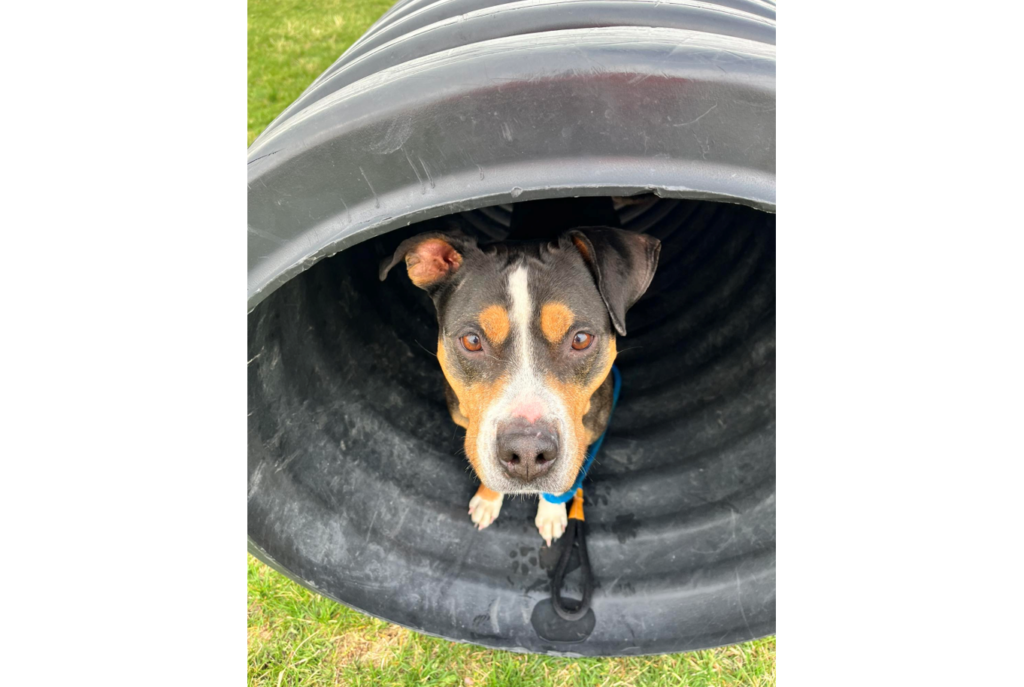 Dog shelter’s longest stay, Queenie, looking for friend to ‘chill’ with ...