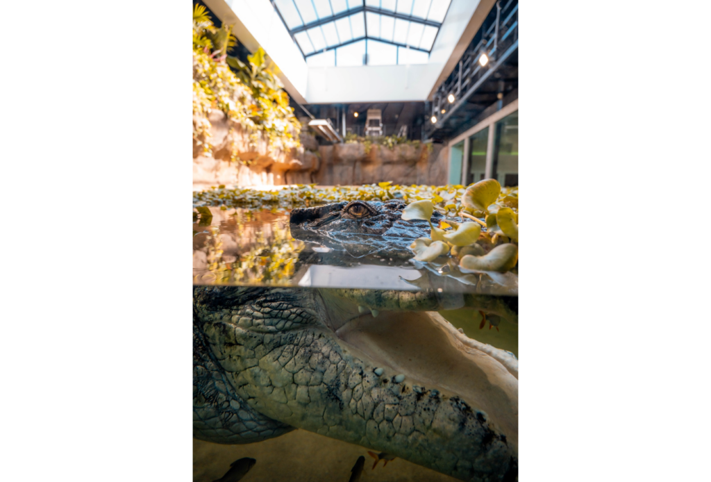 Toledo Zoo to reopen historic reptile house today, May 22 – BG ...